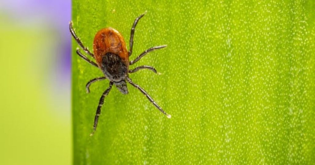 COLORADO TICK FEVER – Medical Centric