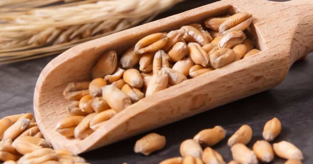 Wheat Allergy – Medical Centric